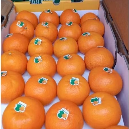 Jual JERUK HONEY MANDARIN WOKAM WOGAN MANISS /kg buah fresh enak ...