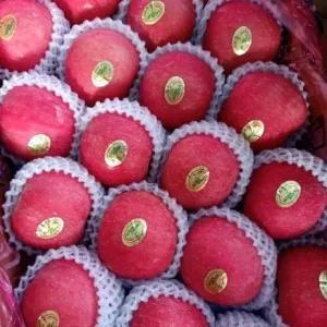 Jual Apel Fuji rosy wider ways premium 900g | Shopee Indonesia