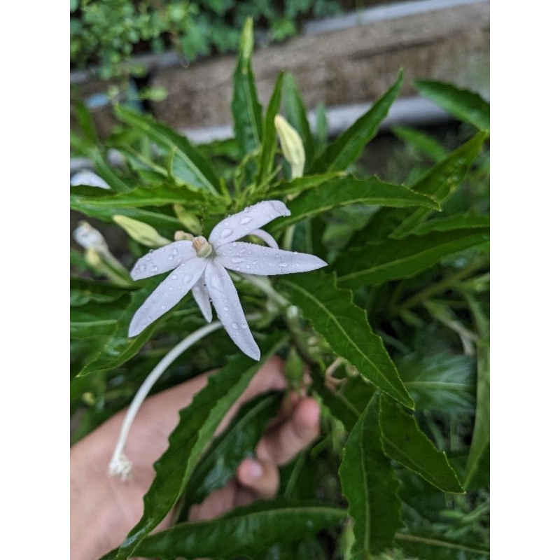 Jual Tanaman Kitolod | bunga kartolo | tanaman herbal | herbal mata ...