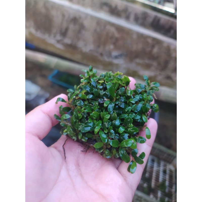 Jual buce mini media pakis lempeng | Shopee Indonesia