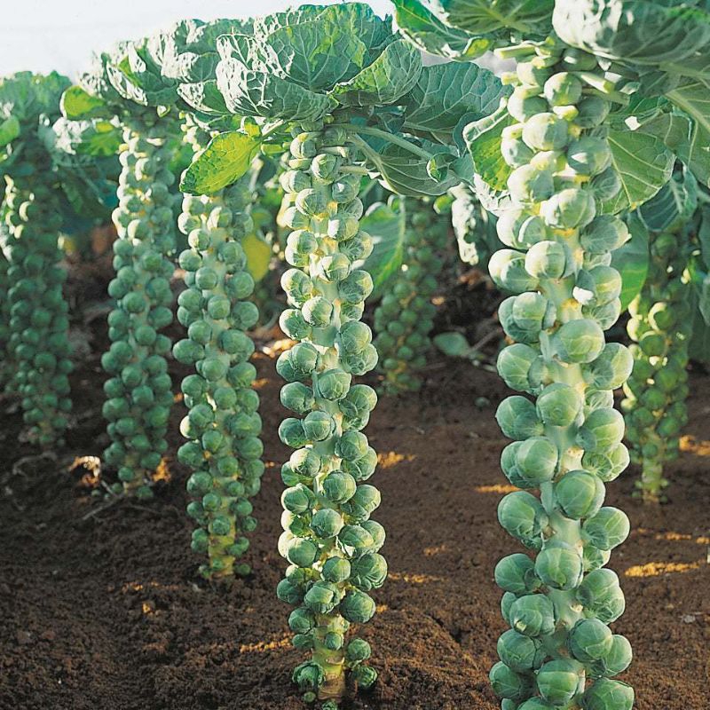 Jual 5 Biji - Benih Unggul Kol Mini Brussels Sprouts - Bibit Tanaman ...