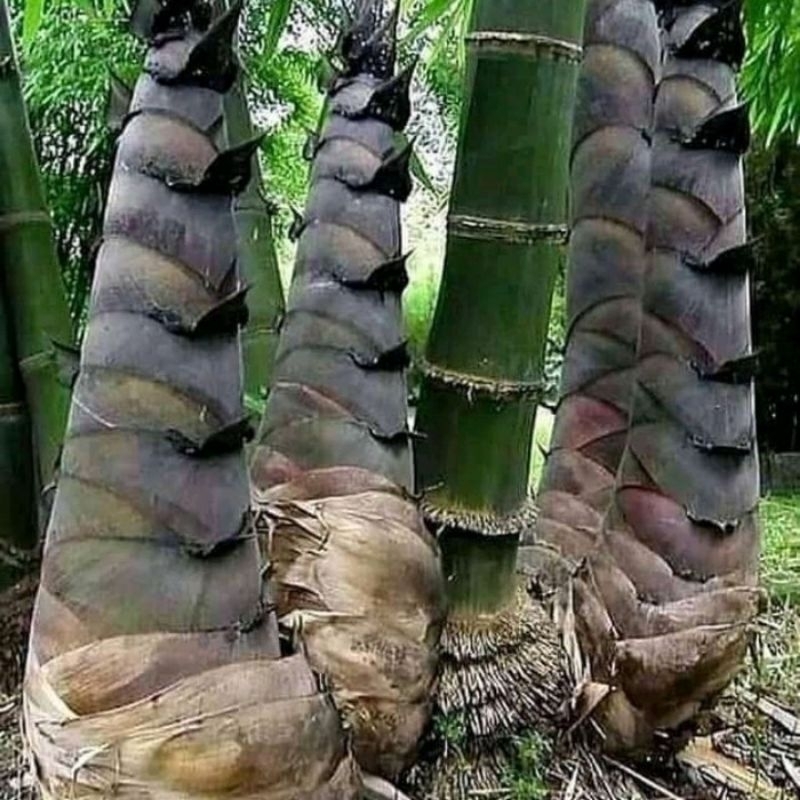 Jual REBUNG BOKOL SEGAR 1KG | Shopee Indonesia