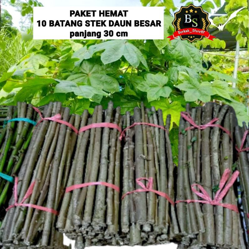 Jual PAKET HEMAT 10 BIBIT STEK SINGKONG PAPUA SIAP TANAM | Shopee Indonesia