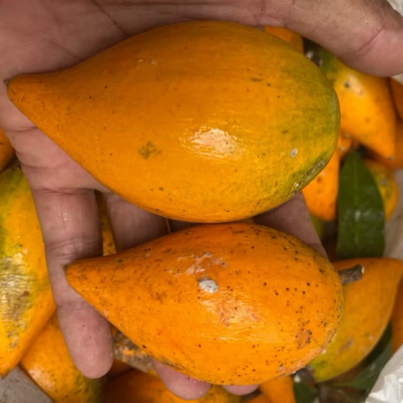 Jual 1kg buah alkesa/buah sawo mentega | Shopee Indonesia