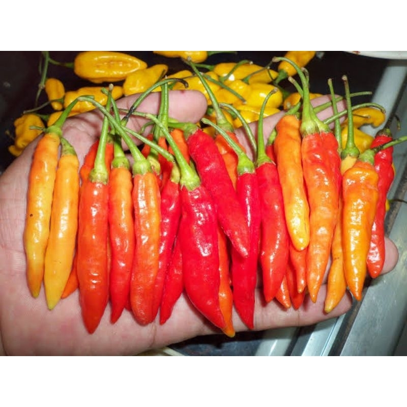 Jual Cabe Rawit Merah Jablay 1Kg | Shopee Indonesia