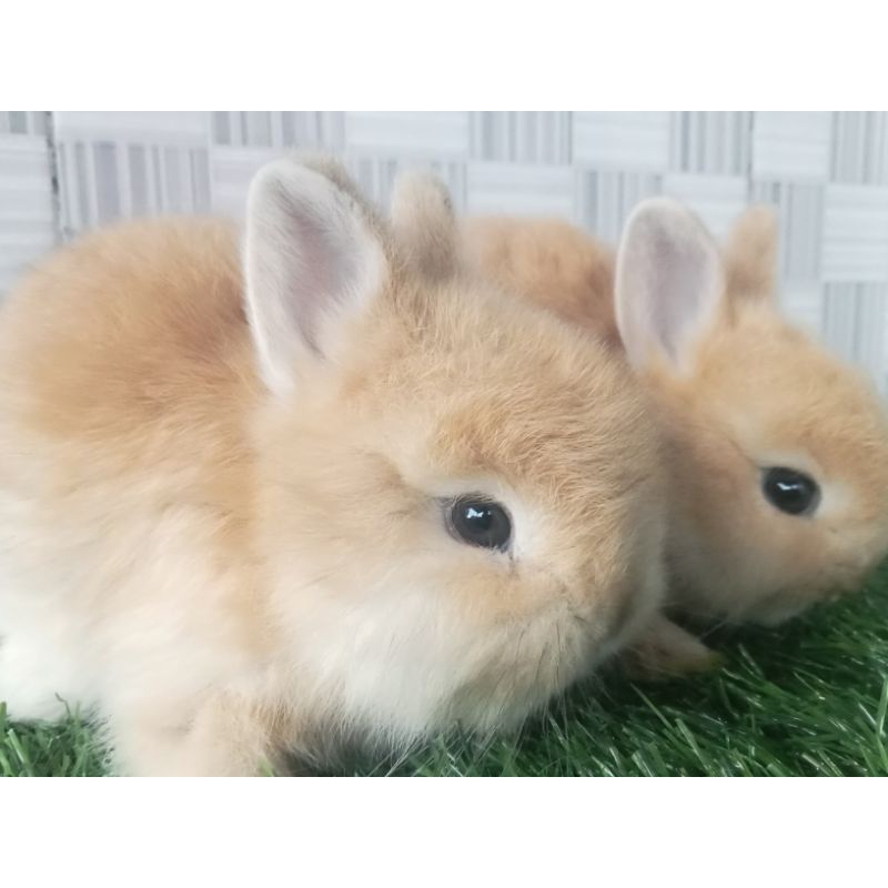 Jual Kelinci Mini Dwarf Orange | Shopee Indonesia