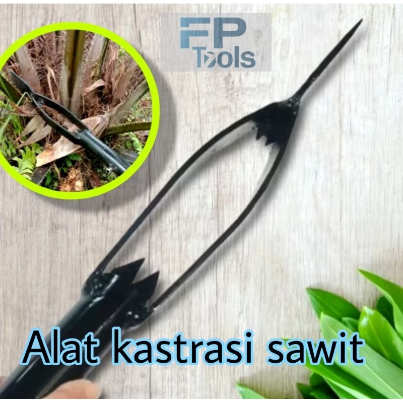 Jual Alat Kastrasi Sawit / Dodos Kastrasi Sawit Asli | Shopee Indonesia