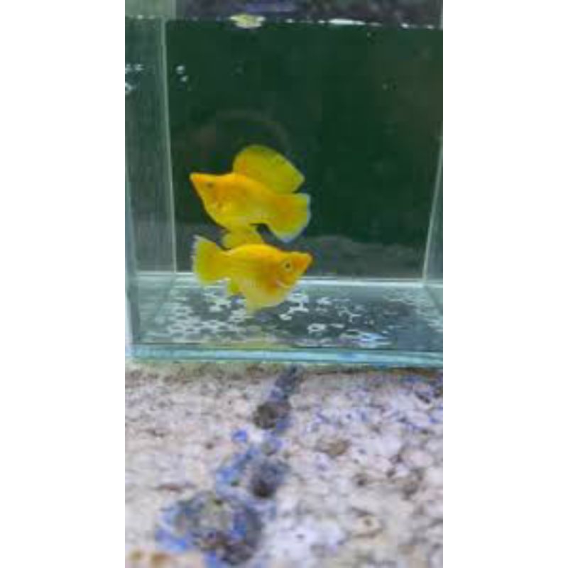 Jual Molly super gold metalic balon roundtail / molly super gold ...