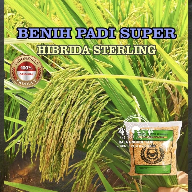 Jual BENIH BIBIT PADI UNGGUL 1KG SUPER GENJAH HIBRIDA STERLING GABAH BERKUALITAS | Shopee Indonesia