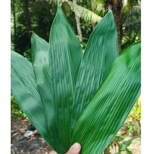 Jual Daun Bambu Segar dipetik dadakan 100pcs | Shopee Indonesia