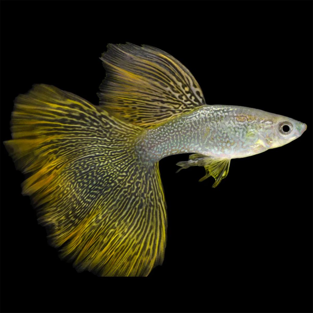 Jual BELI 5 BONUS 1 - ikan hias guppy gupy gupi / Green Lace / Yellow Lace Guppy Big Tail ...