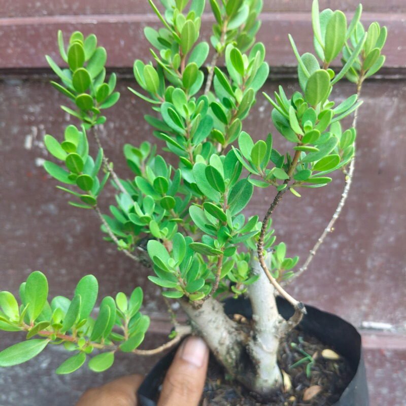 Jual (sesuai gambar) santigi karang | Shopee Indonesia