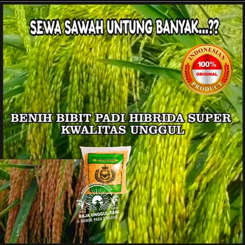 Jual 1kg benih bibit padi hibrida super unggul padi sawah untung banyak gabah kualitas super ...
