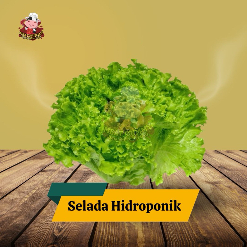 Jual Selada Hidroponik / Selada Air Fresh | Shopee Indonesia