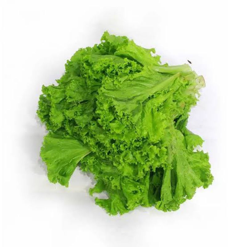 Jual selada keriting berat 250grm | Shopee Indonesia