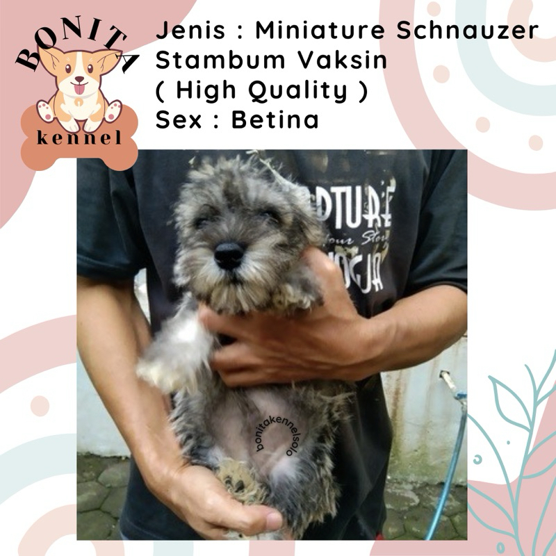 Jual Schnauzer Stambum Anak Anjing White Schnauzer Jantan Betina ...