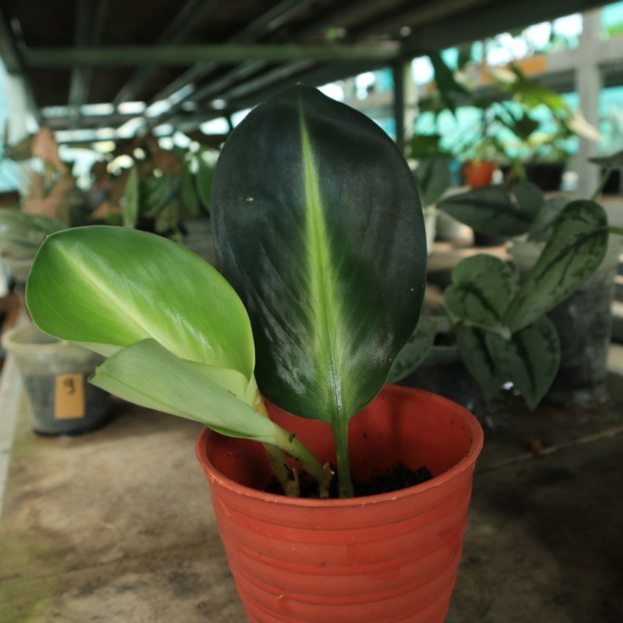 Jual Tanaman Endemik Scaphochlamys Multifolia Ooi - Tanaman Endemik ...