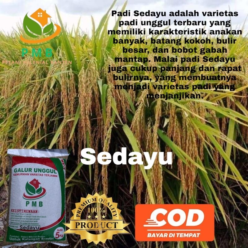 Jual Benih Padi Sedayu Kemasan 5kg Benih unggul original | Shopee Indonesia