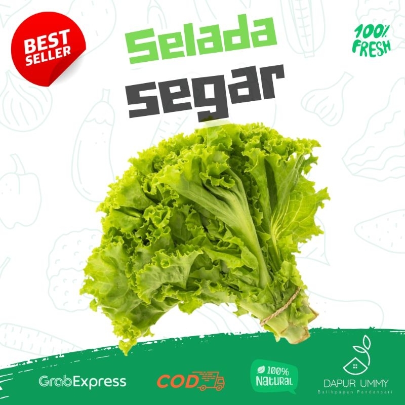 Jual SAYUR FRESH • Selada per Pack | Shopee Indonesia
