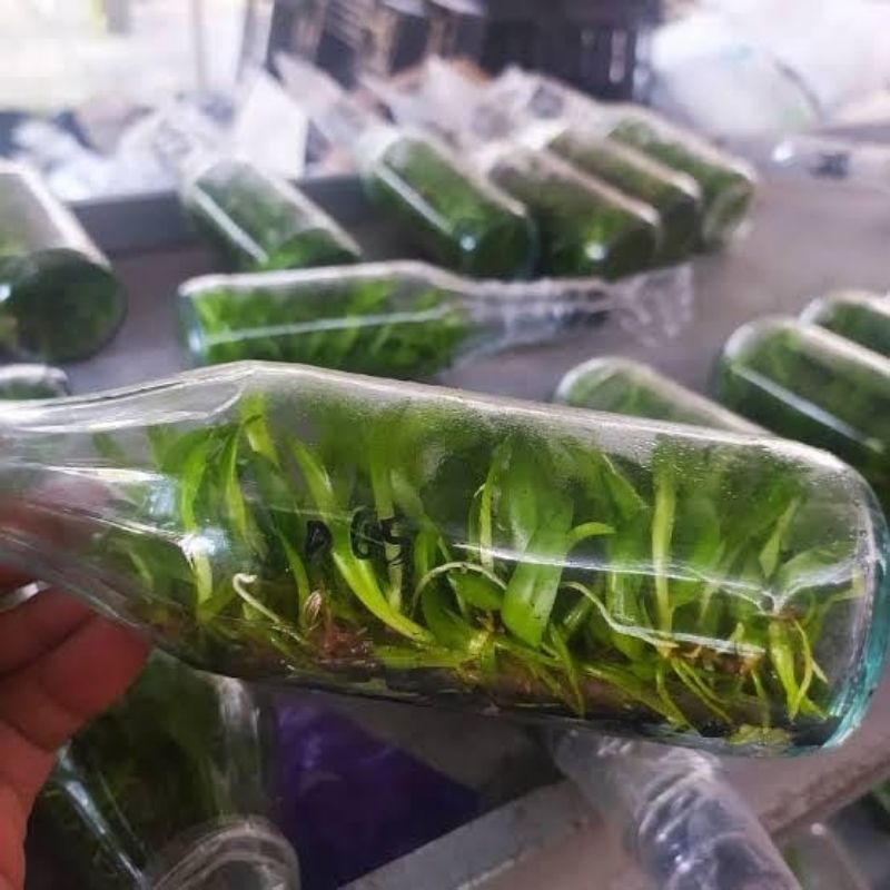 Jual bibit botol anggrek dendrobium sundul botol || bibit anggrek bulan ...