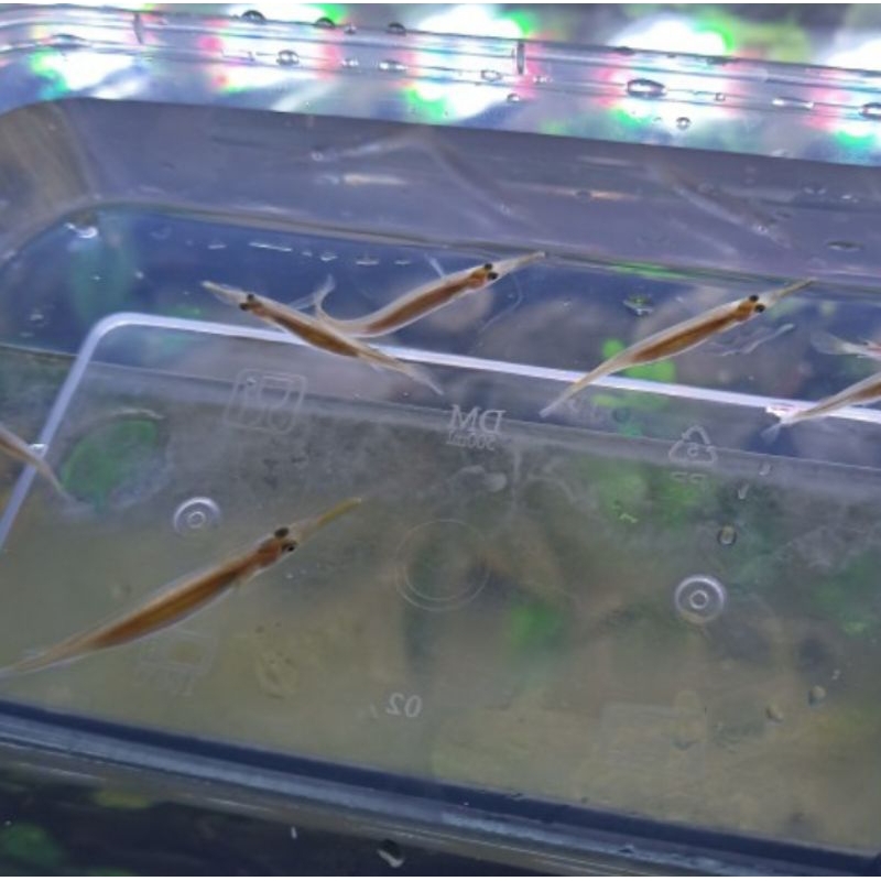 Jual Ikan Westerling - Julung Julung - Ikan Cucut Mini Air Tawar ...