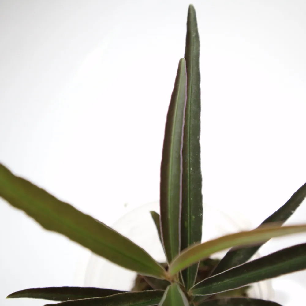 Jual Tanaman Endemik Ardisia sp Pink Line - Tanaman Endemik Indonesia ...