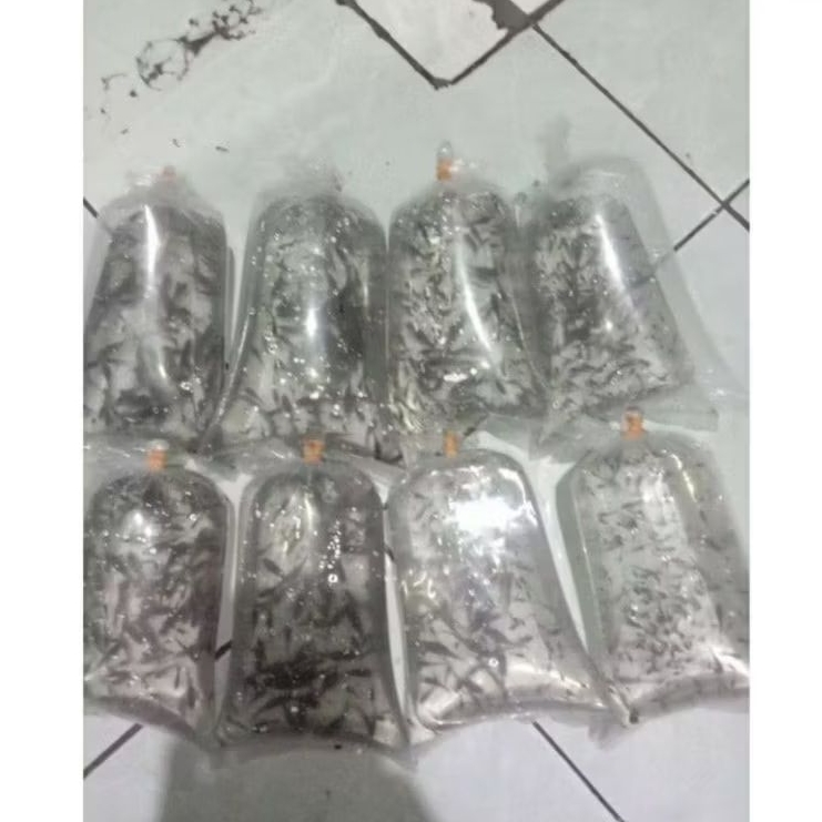 Jual IMPUN HIDUP CERE PAKAN IKAN PREDATOR KURA-KURA KHUSUS GOJEK/GRAB ...