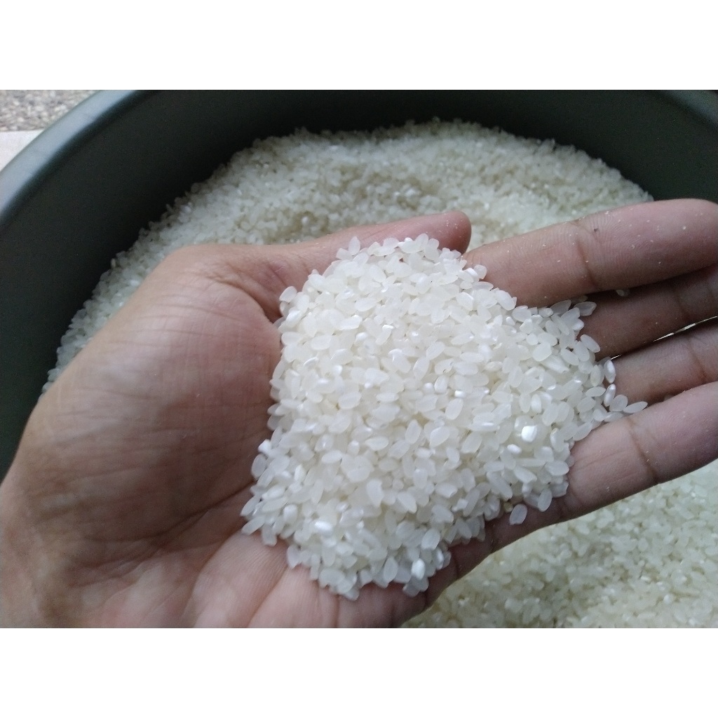 Jual Beras Jepang Premium Mustofa Farm® – Japanese Japonica Rice untuk ...