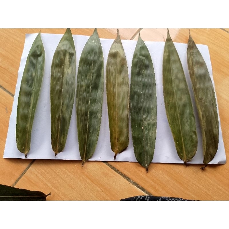 Jual 10 LEMBAR DAUN BAMBU REBUS KUKUS CUCI BERSIH SIAP PAKAI UNTUK ...