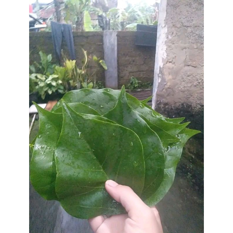 Jual daun Dadap banyak khasiat nya | Shopee Indonesia