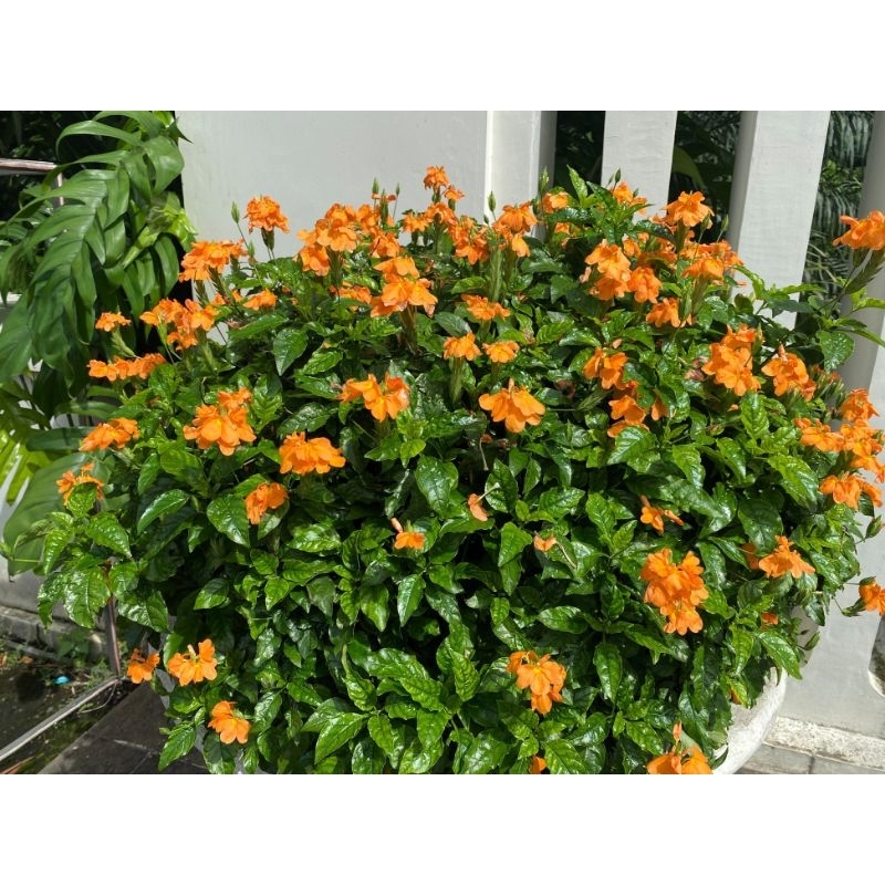 Jual Promo Murah COD!!! tanaman hias bunga crossandra - bibit bunga ...