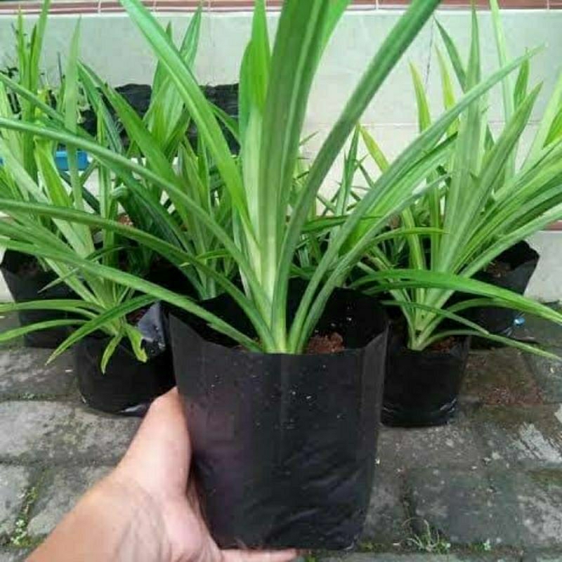 Jual POHON PANDAN WANGI Pohon Pandan Wangi Hidup Rimbun Siap Tanam ...