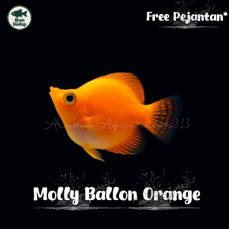 Jual Souvenir MOLLY BALON SUNKIST ORANGE Roundtail Siap Breding Grid A ...