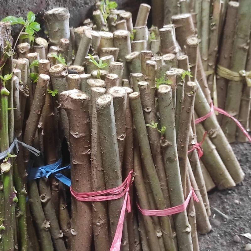 Jual Glaciaamart Telo Papua 1Kg Singkong Papua Jual Per Kilo Pakan ...