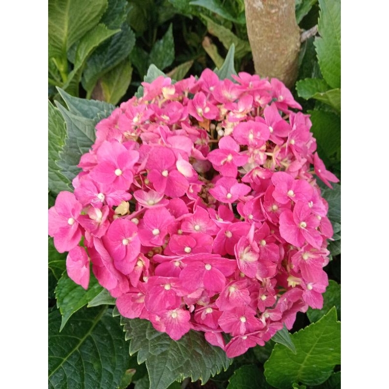 Jual Tanaman hias bunga panca warna( hortensia hydragea) | Shopee Indonesia