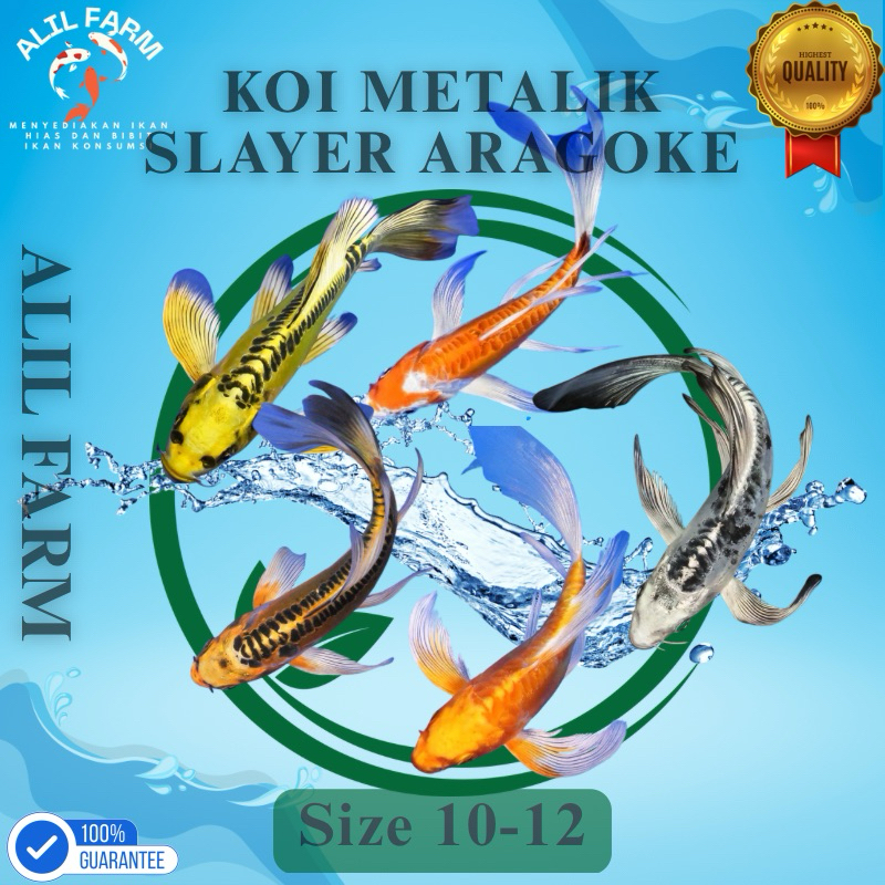 Jual Paket 3 Ekor Koi Metalik Slayer Size 11-13 Cm (Aragoke,Kiko,Mukasi,Matsuba,Kabuto) / Koi ...