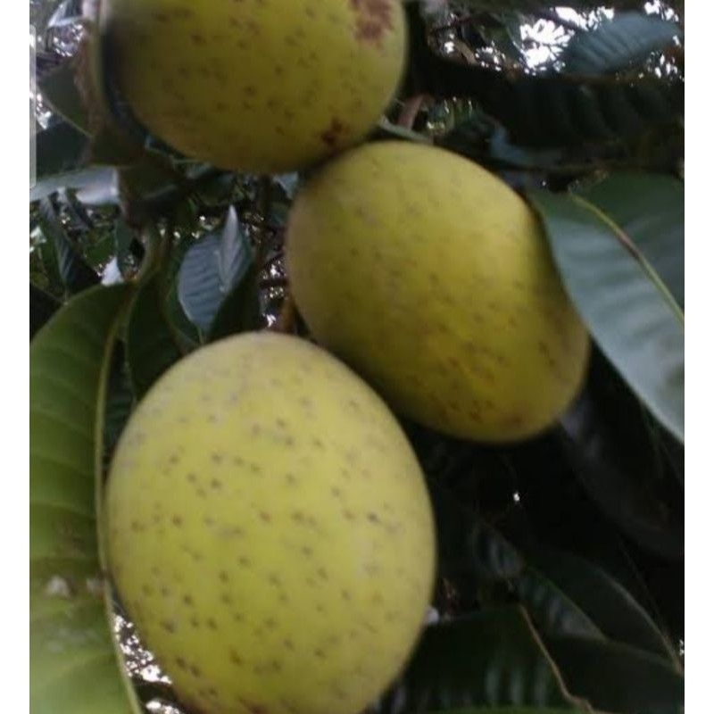 Jual Buah pakel muda segar 1kg | Shopee Indonesia