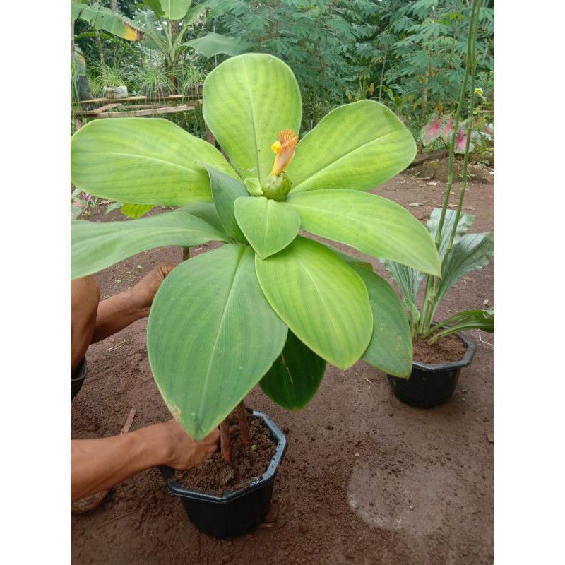 Jual Tanaman hias Pacing Bola Tanaman pacing bola | Shopee Indonesia