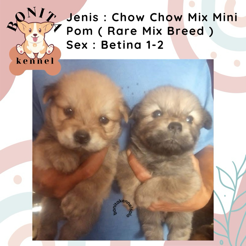 Jual Anjing Chow Chow Mix Mini Pom Anak Anjing Chow Chow Mini Pom Betina Jantan | Shopee Indonesia