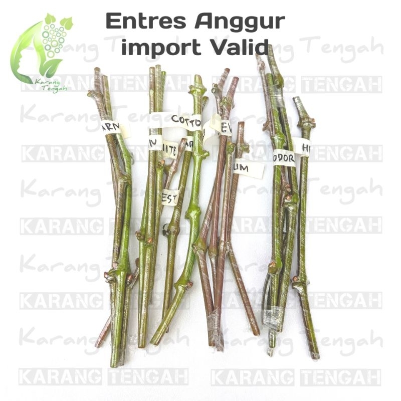 Jual Harga Per-Matun Entres Anggur Import Valid | Shopee Indonesia
