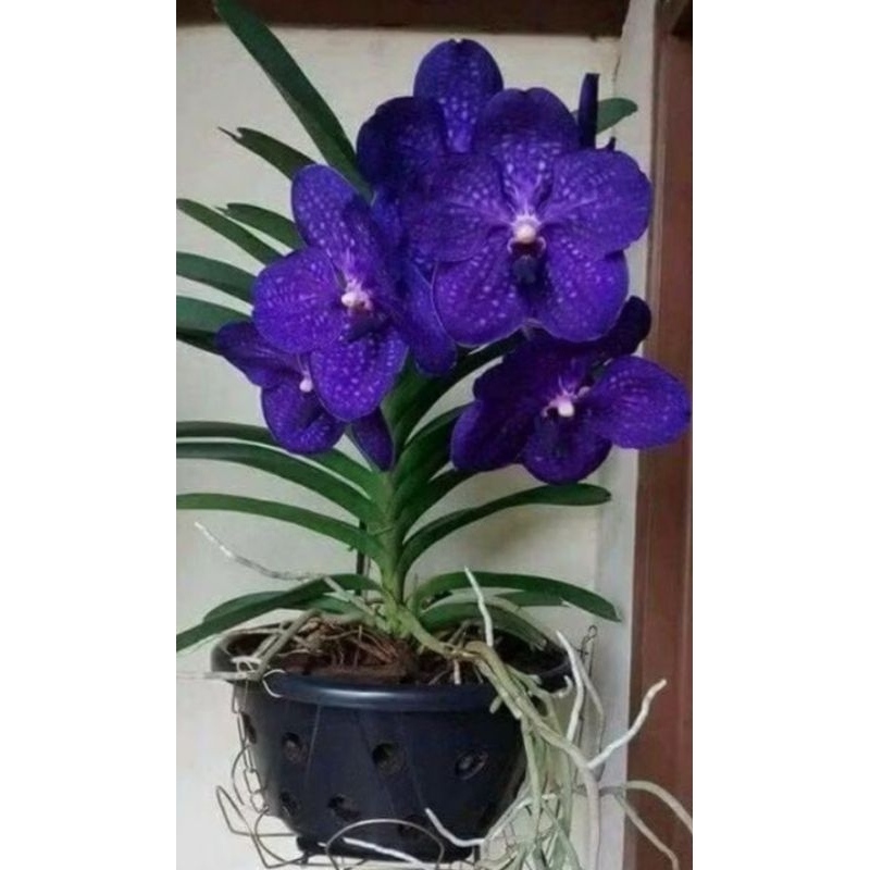 Jual ANGGREK VANDA BUNGA UNGU DEWASA [SIAP BERBUNGA] | Shopee Indonesia