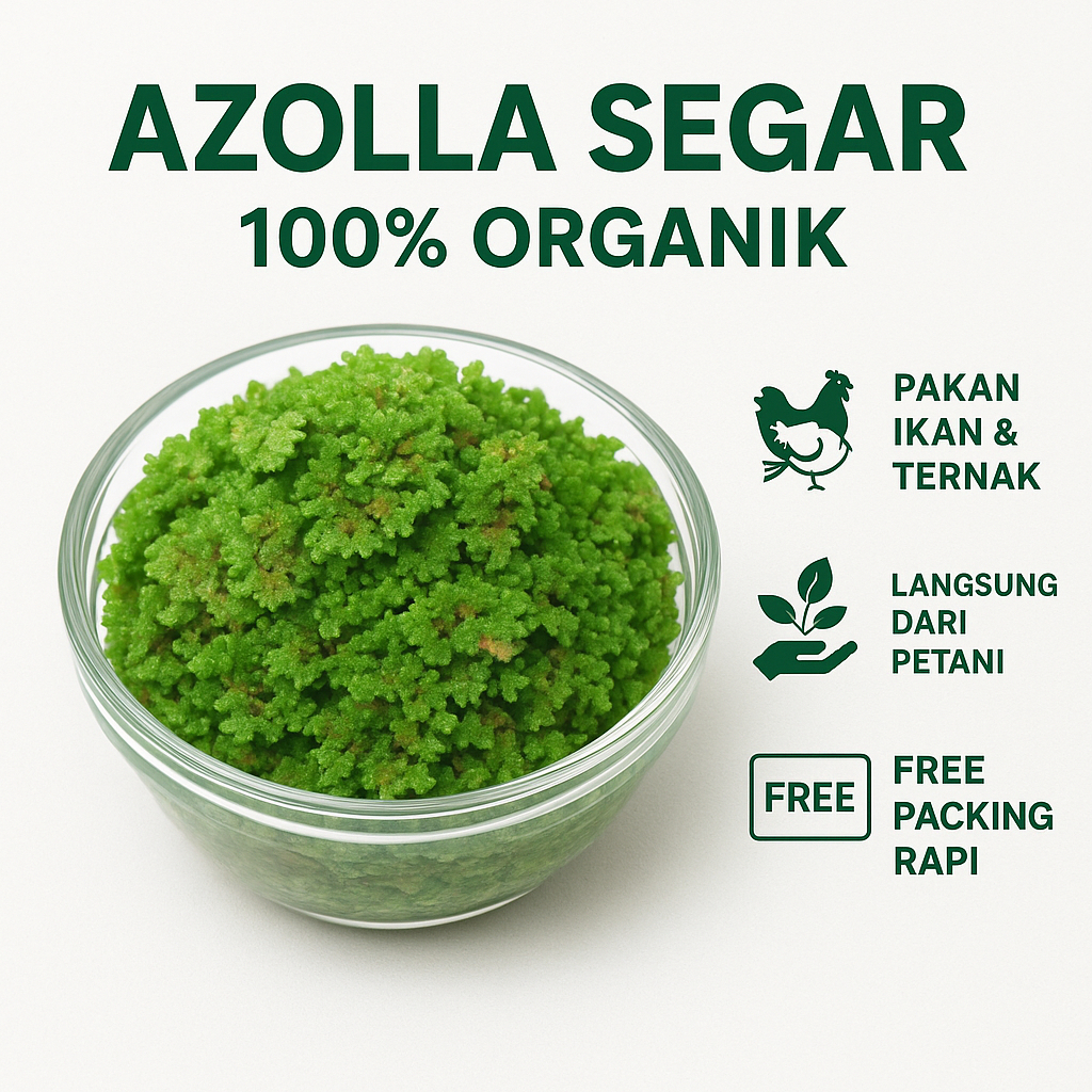 Jual Azolla Segar Pakan Ikan & Ternak | Tanaman Air Organik | Pupuk ...