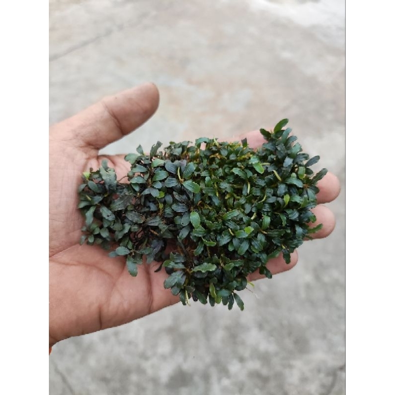 Jual bucephalandra mini clump kayu lapis, boyan, rawak, silat hulu ...