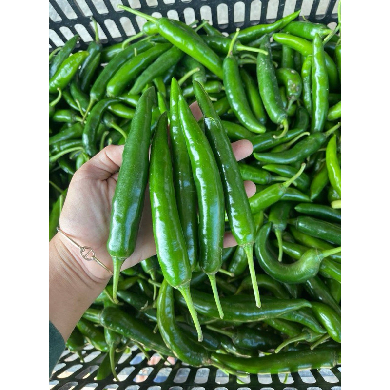 Jual Cabe Hijau Besar | Cabai Teropong Ijo 1kg | Shopee Indonesia