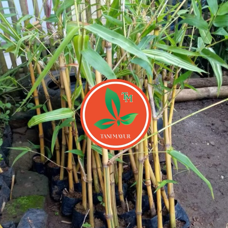 Jual Bambu kuning/tanaman bambu kuning berbagai macam manfaat | Shopee ...