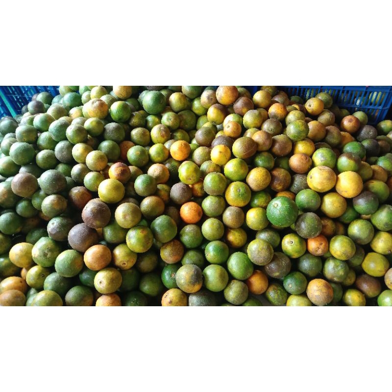 Jual Jeruk Baby Java Hijau Fresh 1Kg (Size Kecil) | Shopee Indonesia