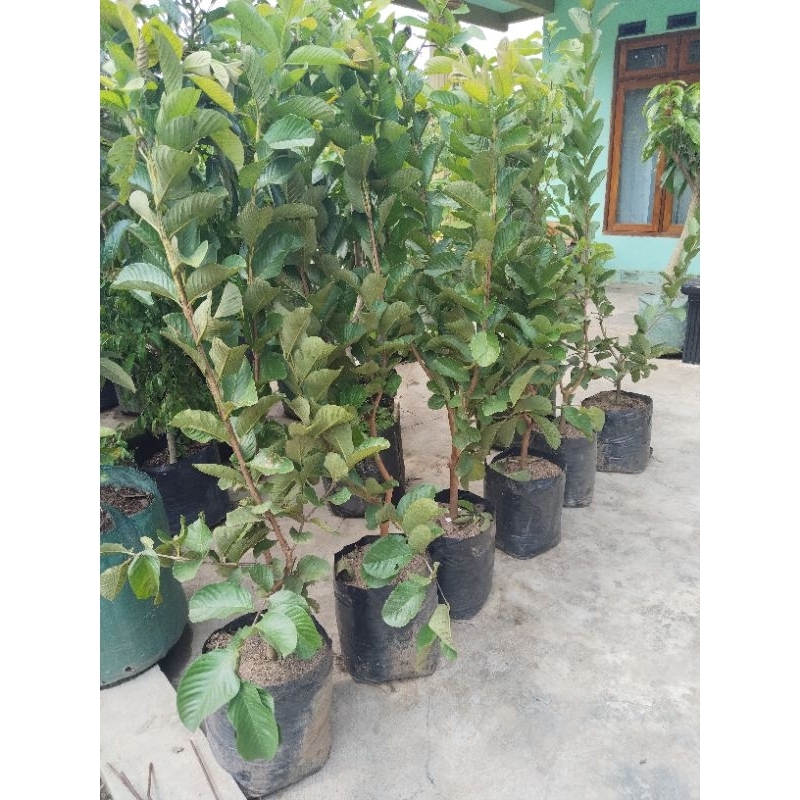 Jual jambu kristal merah dan putih super besar | Shopee Indonesia