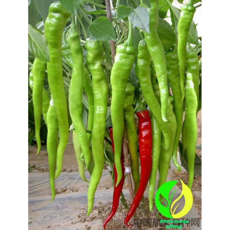 Jual POHON CABE BESAR HIJAU PANJANG SUDAH DEWASA / TANAMAN CABAI BESAR ...