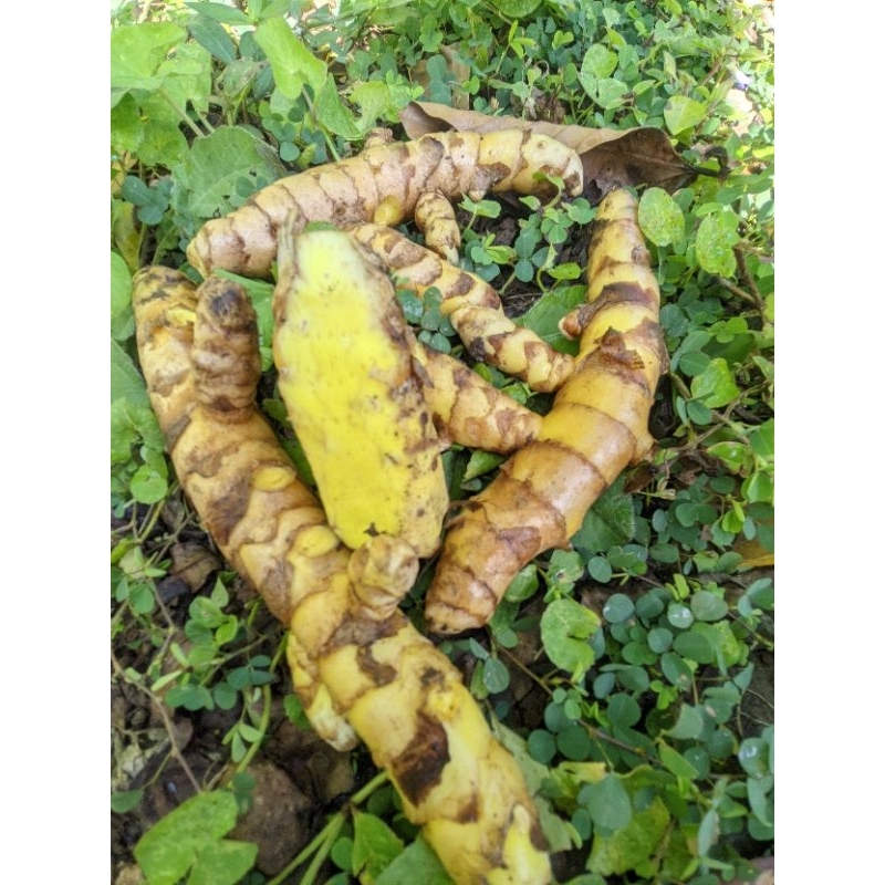 Jual TEMU GIRING SEGAR 1KG | Shopee Indonesia