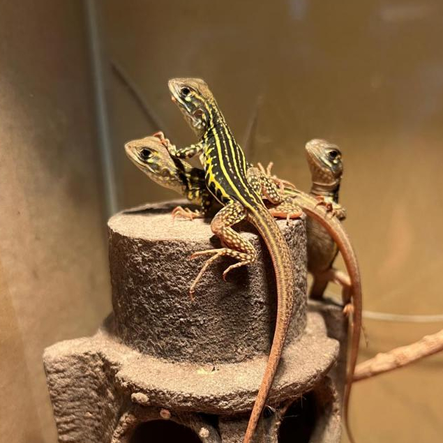 Jual Baby Butterfly Agama / Butterfly Agama Baby / Kadal Butterfly ...